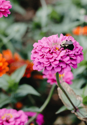 I Sirfidi, insetti ”travestiti” da api